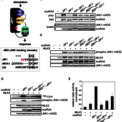 JNK MAP kinase pathway was restored by re-recruiting JNK using JBDs.