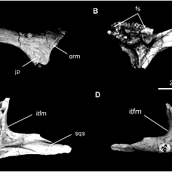 Postorbital of Gobihadros mongoliensis.