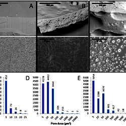 SEM images show dehydrated PHEMA-PEGDA.