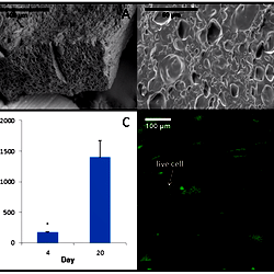SEM images of PHEMA-PEGDA scaffolds in low (A) and high (B) magnification.