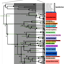Phylogeny resulting from BEAST, based on four calibration points.