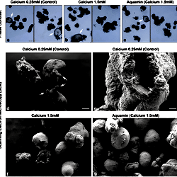 Colonoid appearance in culture: Phase-contrast and scanning electron ...