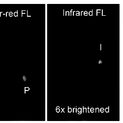 Comparison of four far-red and infrared fluorescent proteins.