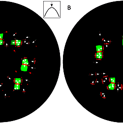 Convergence point formation in a single layer of cells.