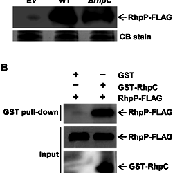 RhpC interacted with and stabilized RhpP protein.