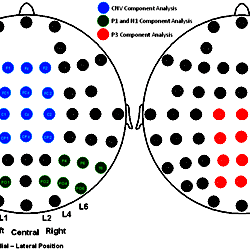 58 scalp electrodes recorded and sets of electrodes analyzed for each ...