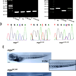 Genotyping and verifying mpx-null zebrafish larvae.