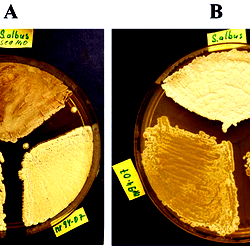 Comparison of growth and differentiation of Streptomyces spp. PVA 94-07 ...