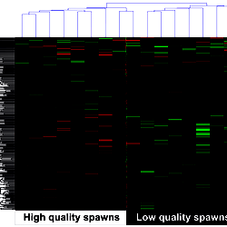 Two-dimensional hierarchical clustering heat map of the microarray data ...