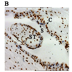 5-Methylcytidine (5-mC) immunostaining of placental samples.