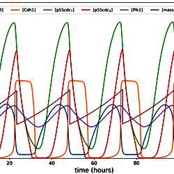 Typical cell cycle dynamics.