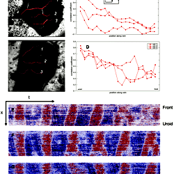 Flow pattern along veins.