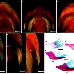 Ventral view of head (A–B), subopercular region of left side (D–F), and ...