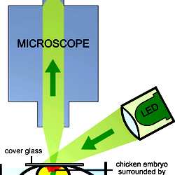 For the micro-PIV measurements in the vitelline network, the embryo is ...