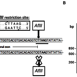 RFLP-PCR genotyping.