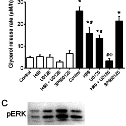 NOD1-mediated lipolysis occurs via both ERK and PKA.