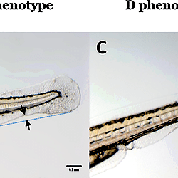 Ventroposterior and tail fin defects in bmp4st72/st72 homozygous larvae ...