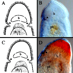 Different shapes of the ciliary pits within Microstomum.