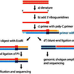 Schematic overview of the library preparation process.
