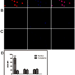 Confocal laser scaning microscopy (CLSM) images of A549 cells incubated ...