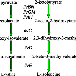 Schematics of BCAA biosynthesis.