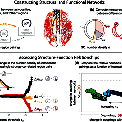 Identifying structure-function relationships in task-related networks.