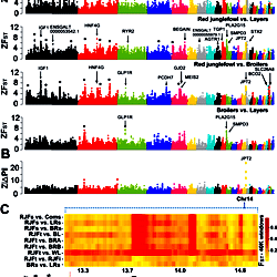 Genome-wide visualization of candidate selective sweeps.