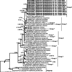 The 50% majority rule consensus trees from Bayesian inference analysis ...