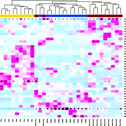 Heat map showing hierarchical clustering of bacterial relative abundances.