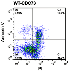 Flow cytometry analysis of apoptosis in HEK293A cells 48 hours after ...