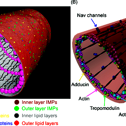 Computational and schematic model of the APM.