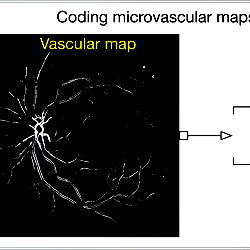 Schematic diagram for analyzing vascular maps.