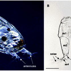 B. improvisus cyprid larva and a pair of antennules.
