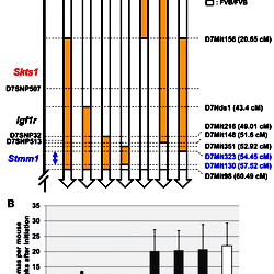Summary of linkage analysis of sub-congenic lines for Stmm1 locus on ...