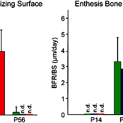 Bone formation histomorphometry at the developing enthesis.