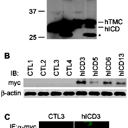 Establishment of hICD-expressing stable cells.