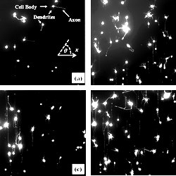 Examples of cultured cortical neurons on PDL coated PDMS surfaces with ...