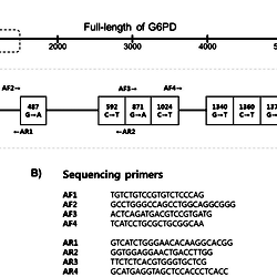 Schematic diagram of G6PD variants (A) and a list of the primers used ...