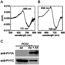 Absorption difference spectra of phyC-GFP.
