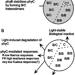 State models of phyC and phyB in rice seedlings.
