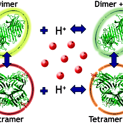 Proposed model for the oligomerization process in Canavalia lectins.