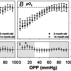 Effects of age on LDF, pO2 and ERG during OPP challenge.