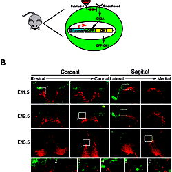 Expression of Gli1-eGFP and TH does not co-localize in the midbrain in ...