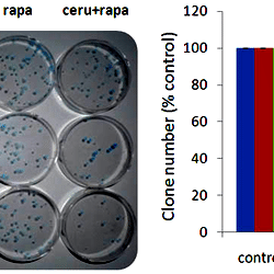 Tumor Cell Clone Formation Assays.