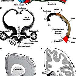 A mechanism for the expansion of the neocortex in development and ...