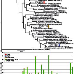 (a) Phylogenetic tree of Streptococcus indicating tentative species.