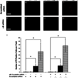 Occurrence of necrosis with high doses of NaIO3 in human RPE cells.