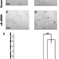 Caspase 3 activation with NaIO3 treatment and increased activation with ...