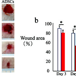 Images of wounds with exposed bone and comparison of healing with and ...