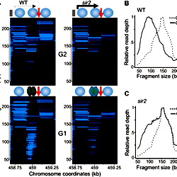 Pre-RC formation is associated with the eviction of the nucleosome at ...